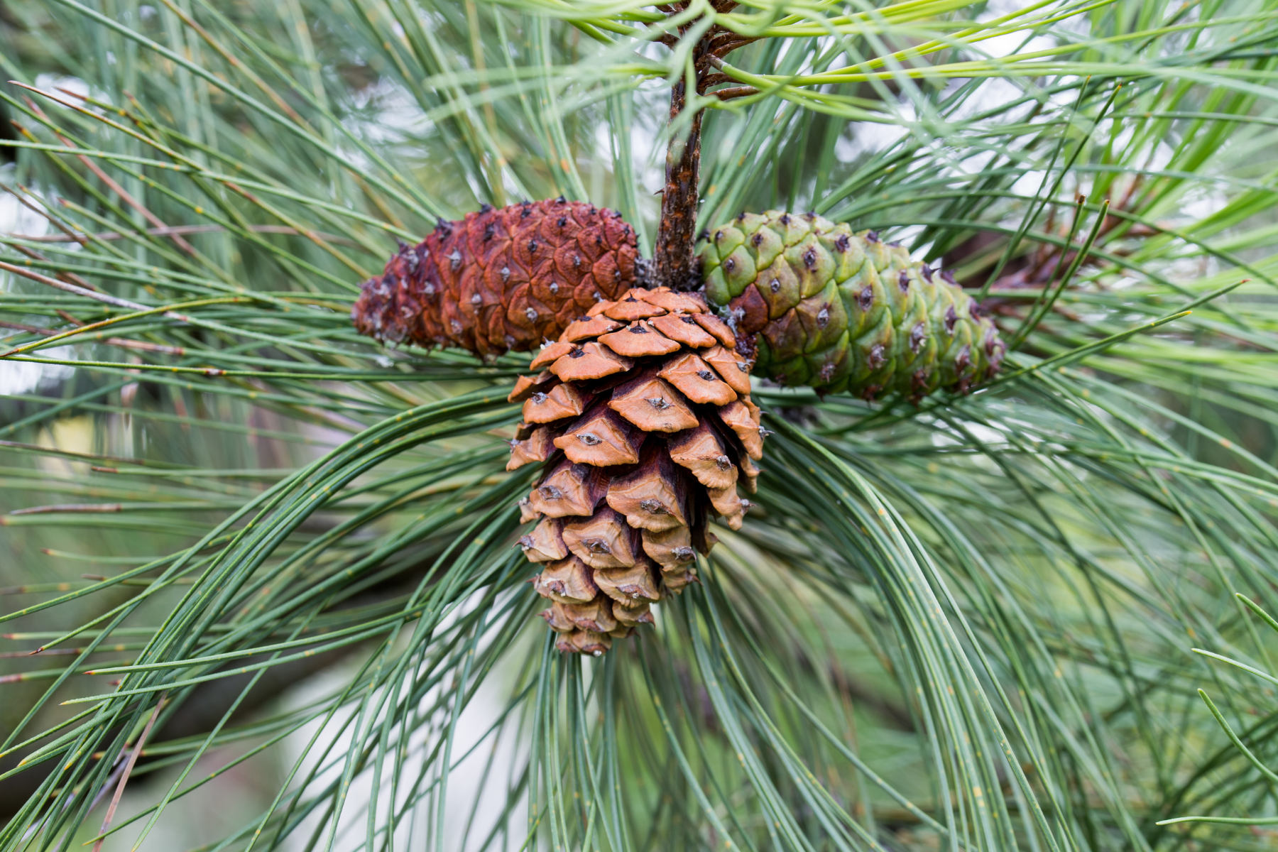 Meet the Plants: White Pine, Herbal Benefits, Folk History & Forest Re ...